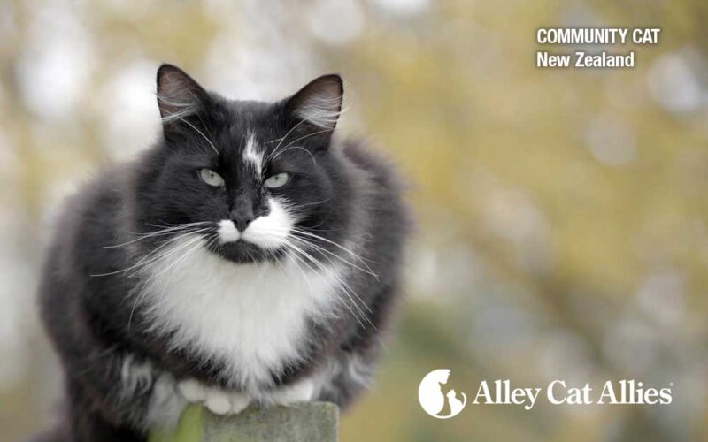 About Global Cat Day and National Feral Cat Day - Global Cat Day